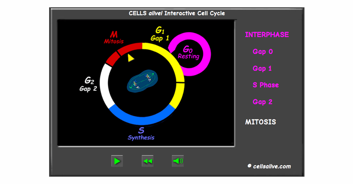 Cells Alive Cell Cycle Worksheet Whats Happening Now Class 11 Biology